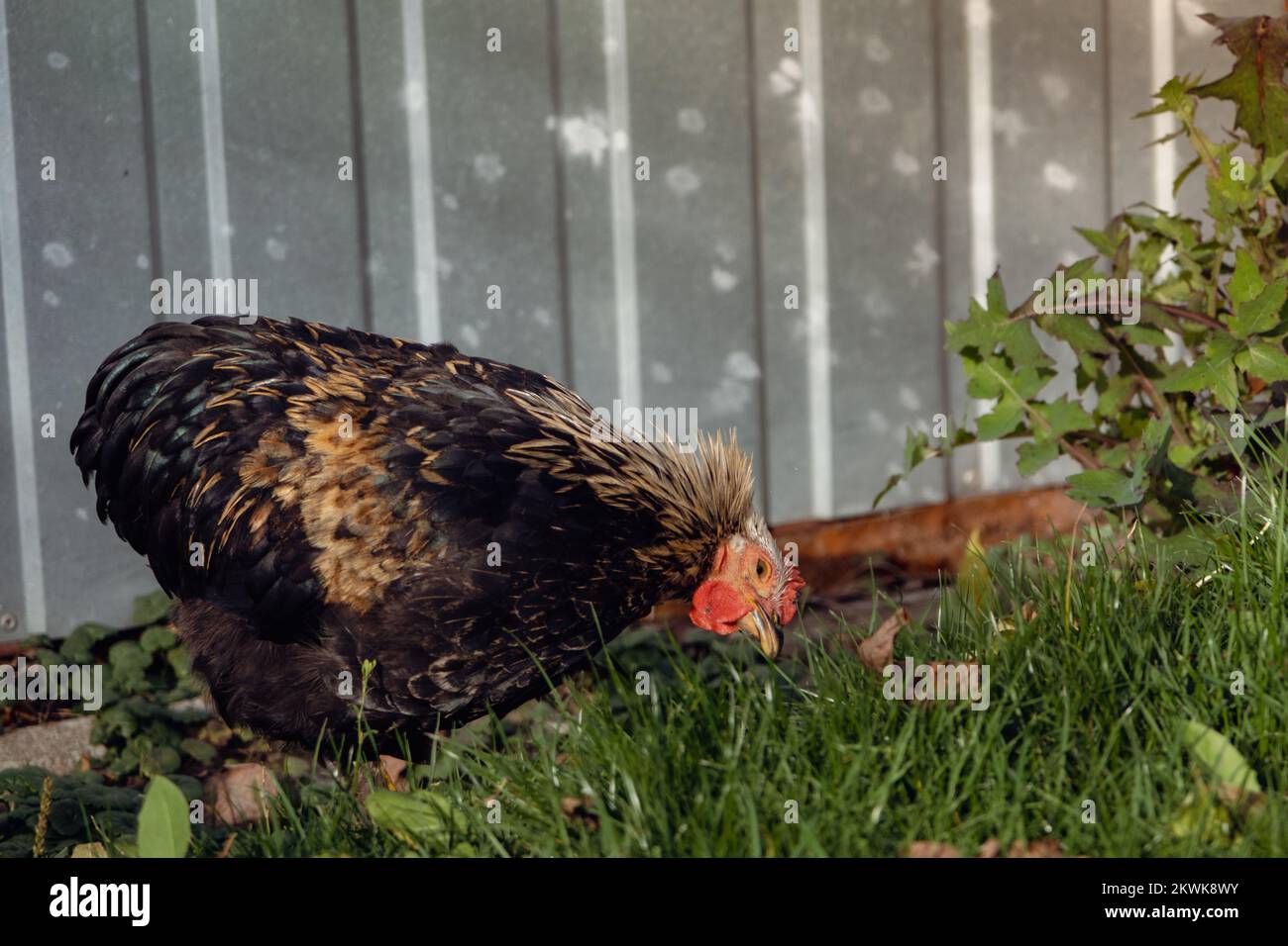 A hen looking for food in leaves and grass - the rooster feeds on worms ...