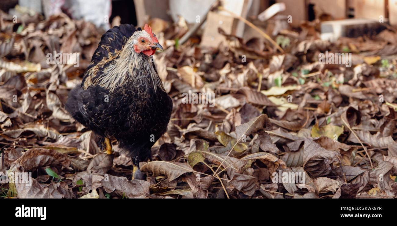 Hen chickens looking worms insects hi-res stock photography and images ...
