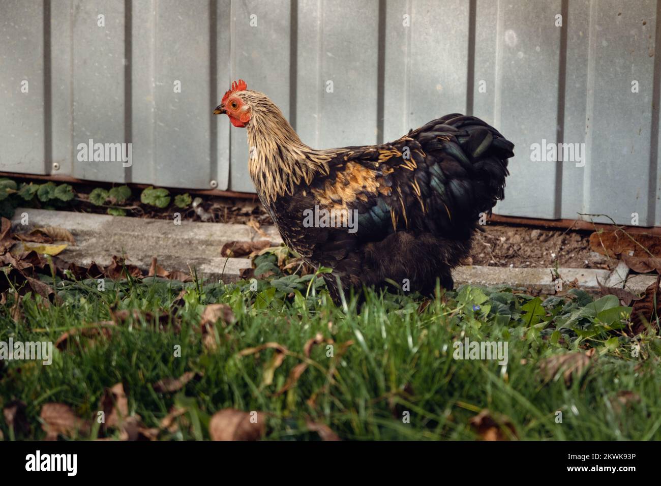 A hen looking for food in leaves and grass - the rooster feeds on worms ...