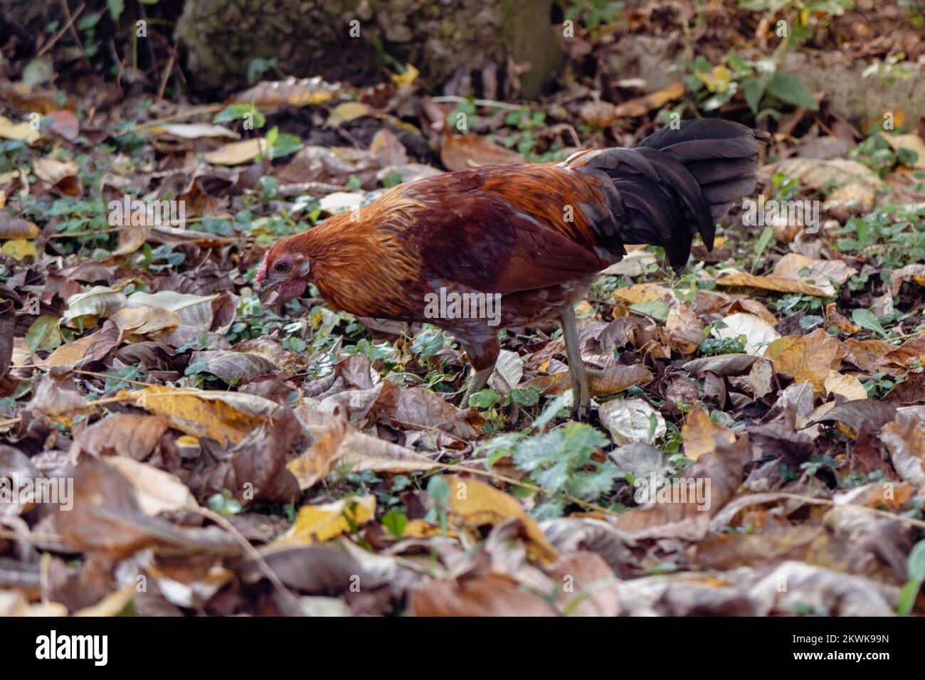 A hen looking for food in leaves and grass - the rooster feeds on worms ...