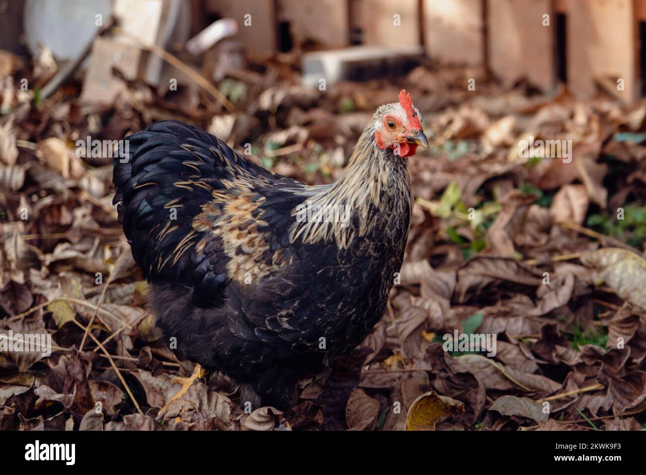 A hen looking for food in leaves and grass - the rooster feeds on worms ...