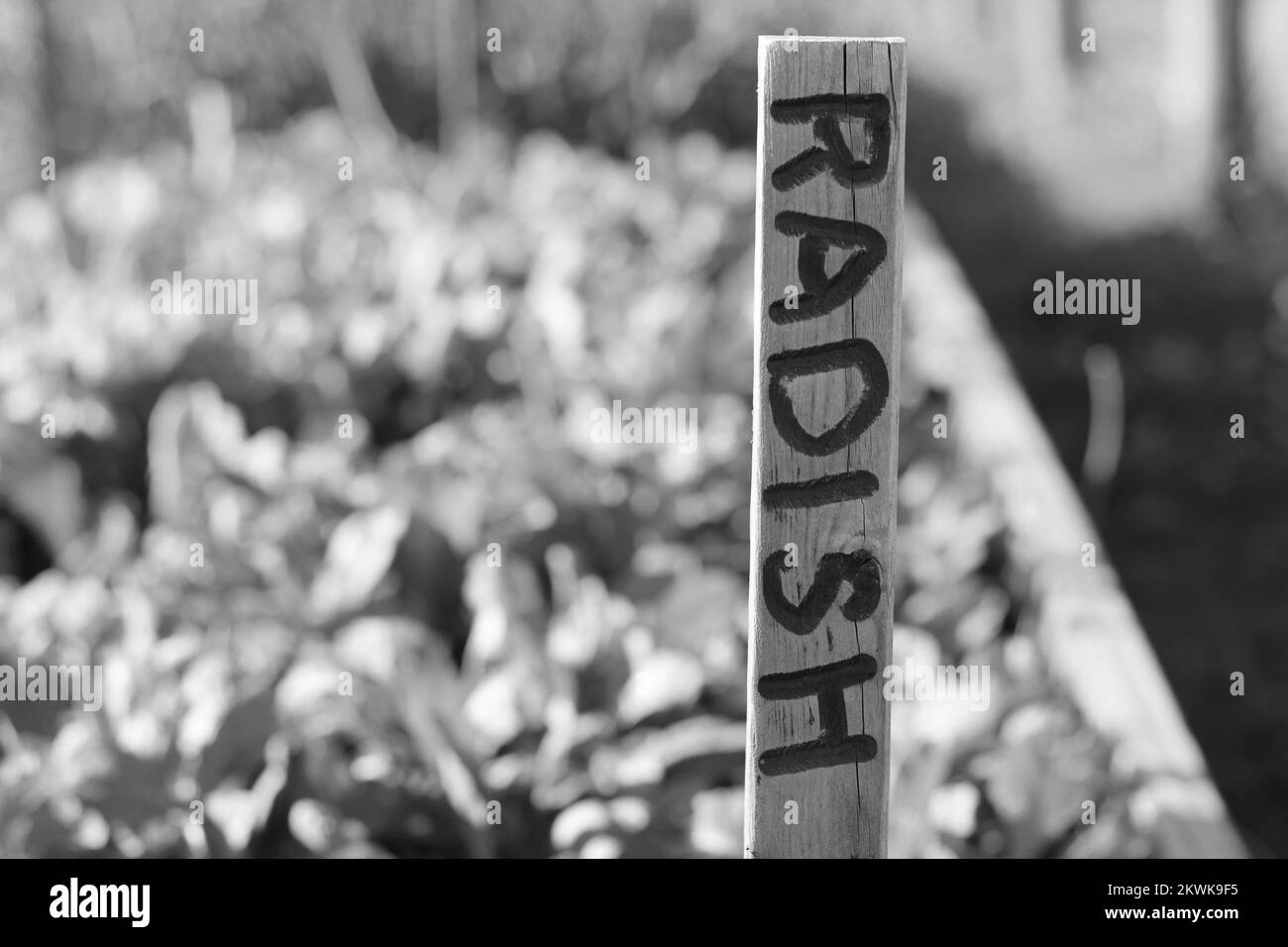 A typical common wooden garden stake for the radish section in a black ...