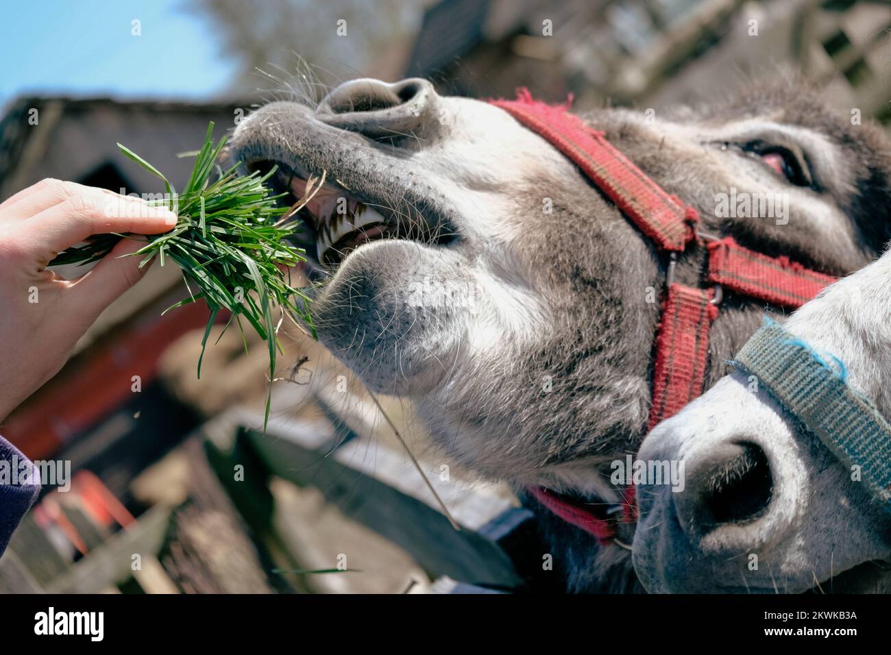 A pony eating grass with its teeth. An animal behind the farm, a donkey ...