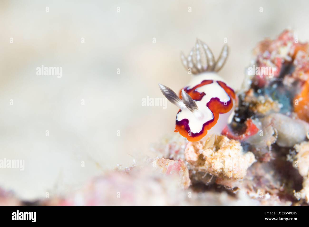 Colorful nudibranch sea slug crawling above coral reef in the Indo ...