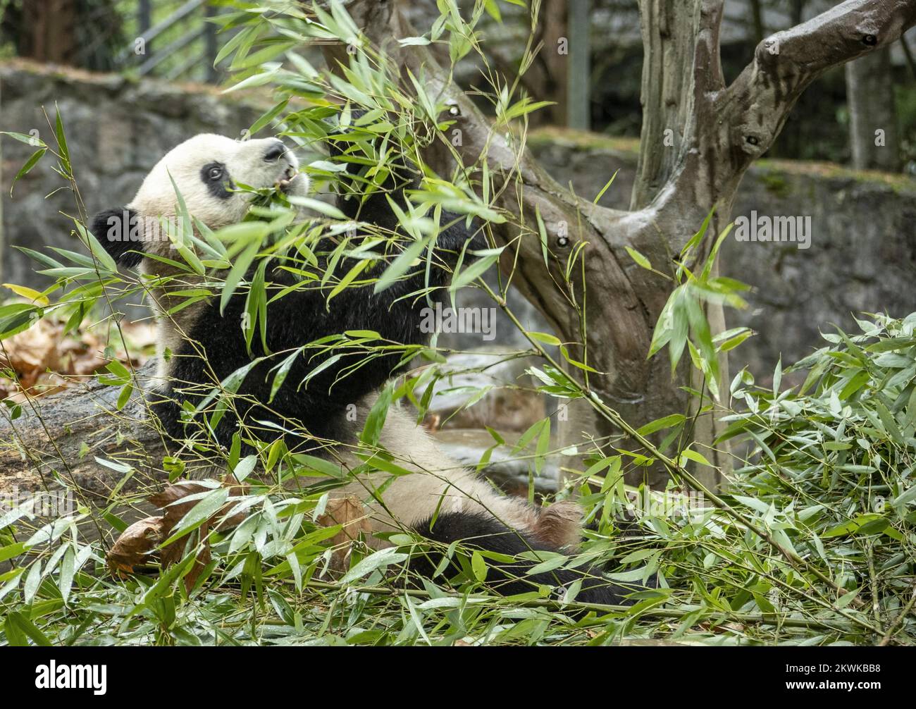 Chengdu City, China, 30 November, 2022. Cute giant pandas in Dujiangyan ...