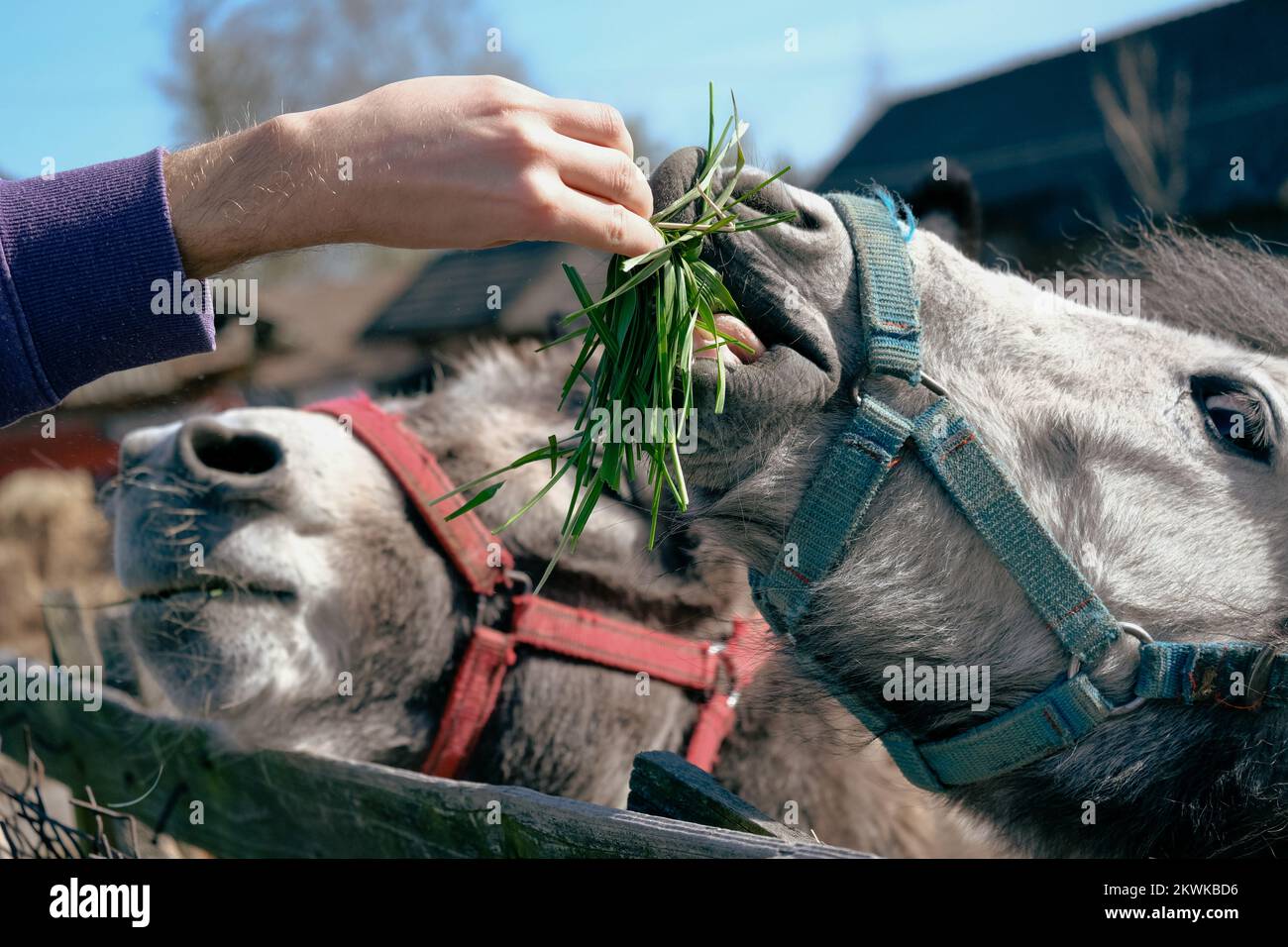 A pony eating grass with its teeth. An animal behind the farm, a donkey ...