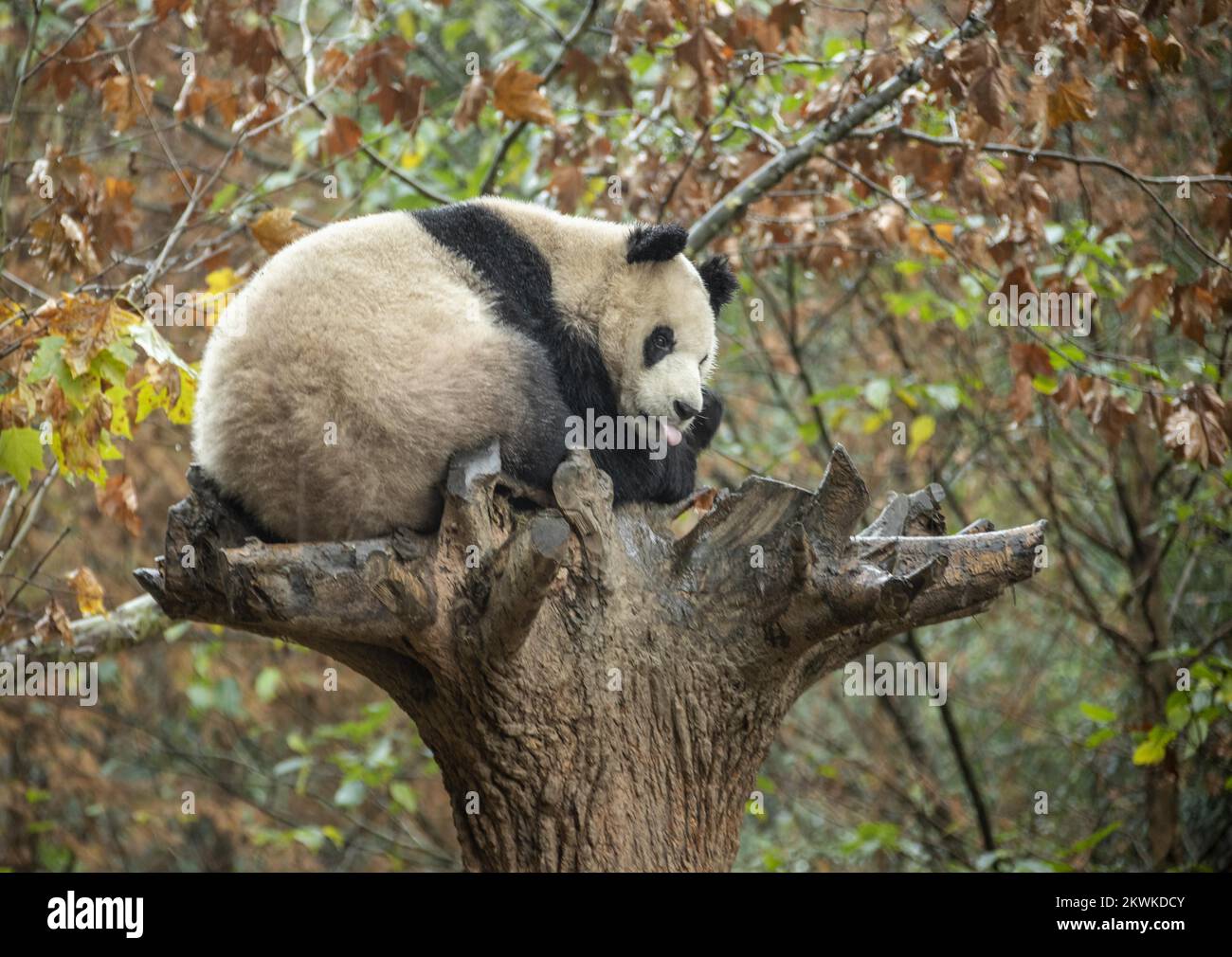 Chengdu City, China, 30 November, 2022. Cute giant pandas in Dujiangyan ...