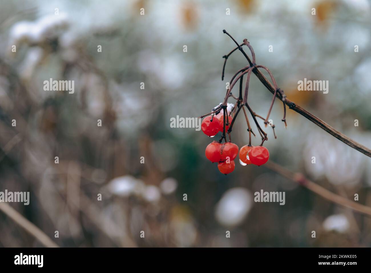 Rowan in rain snow hi-res stock photography and images - Alamy