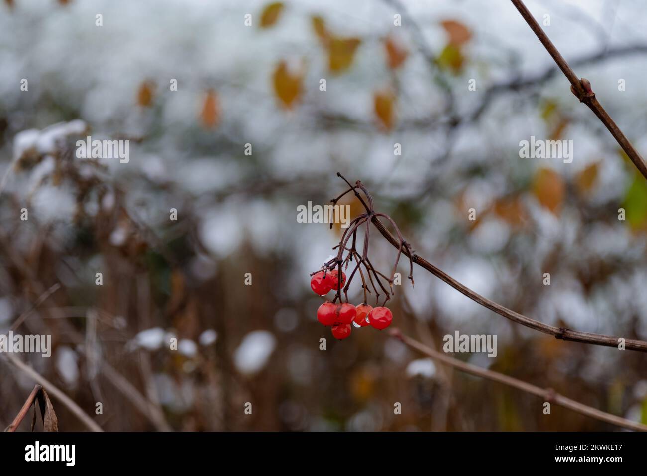 Rain cold festival hi-res stock photography and images - Alamy