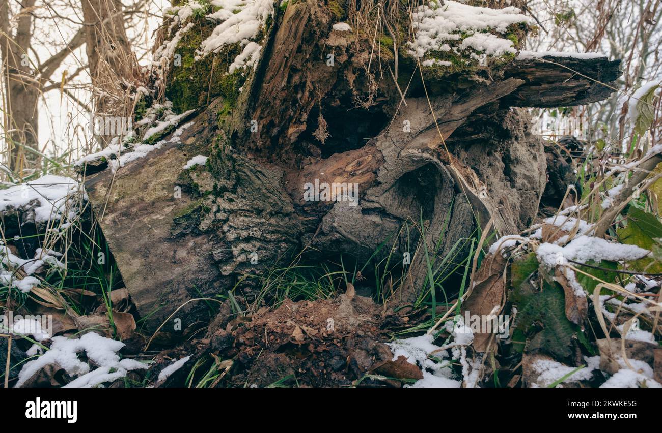 Hole for animals in the root among the first snow. Branch covered with ...