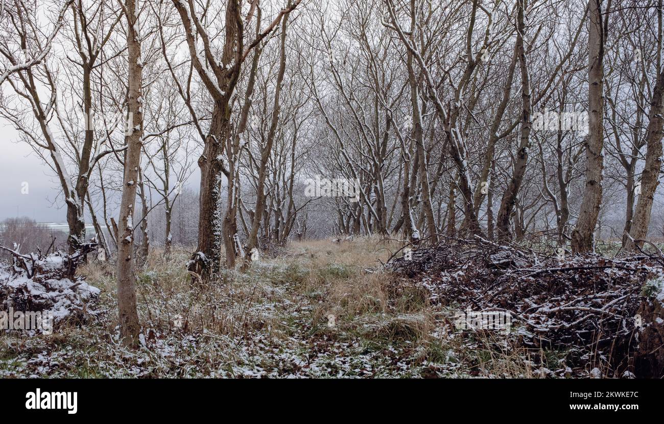 First snow in a small forest. Trees without leaves and little snow ...