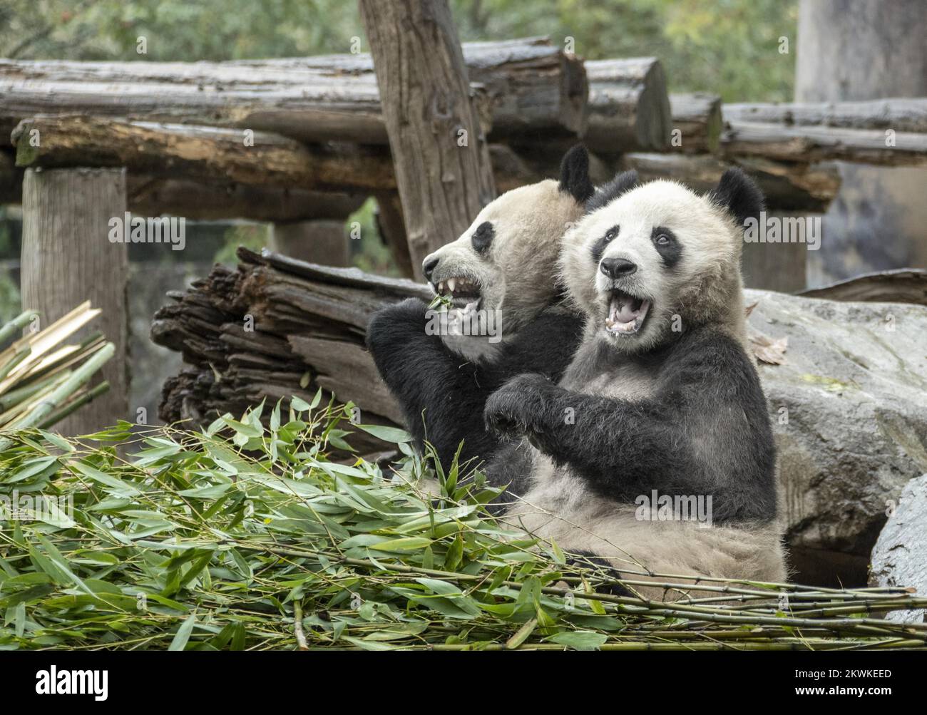 Chengdu City, China, 30 November, 2022. Cute giant pandas in Dujiangyan ...