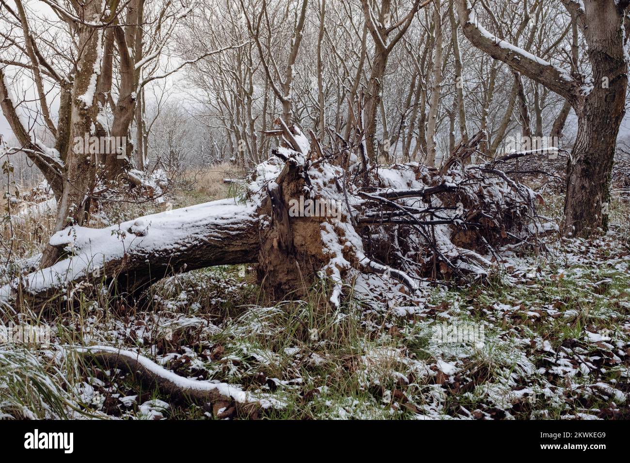 Tree roots and branches in a rare forest among the first snow. Cold ...