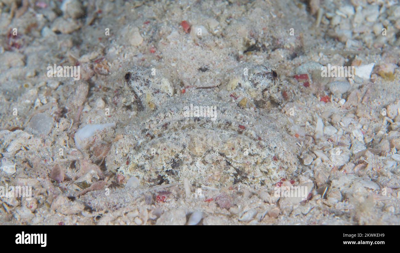 Stone fish camouflaging in the sea floor Stock Photo - Alamy