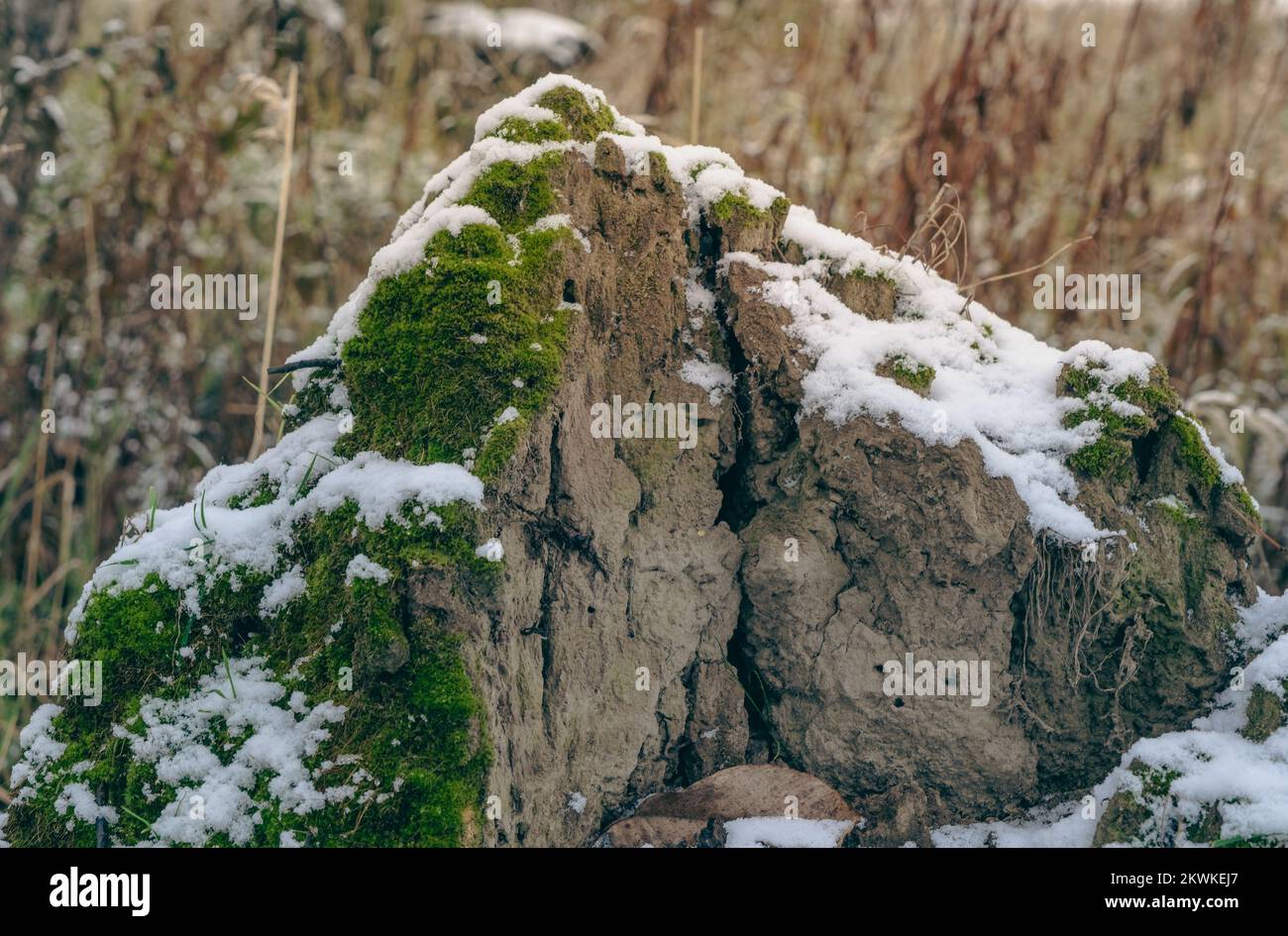 Snow on moss overgrown with rock and earth. Background of dry grass in ...