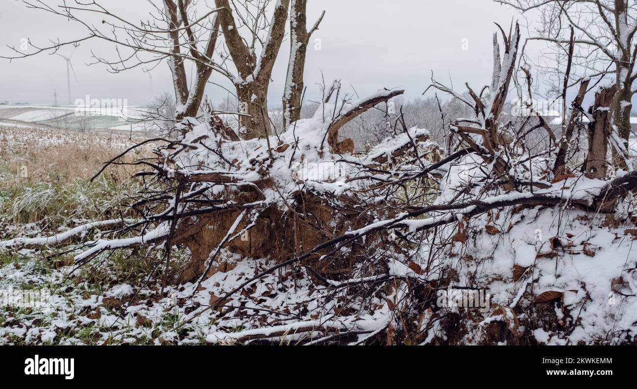 Tree roots and branches in a rare forest among the first snow. Cold ...