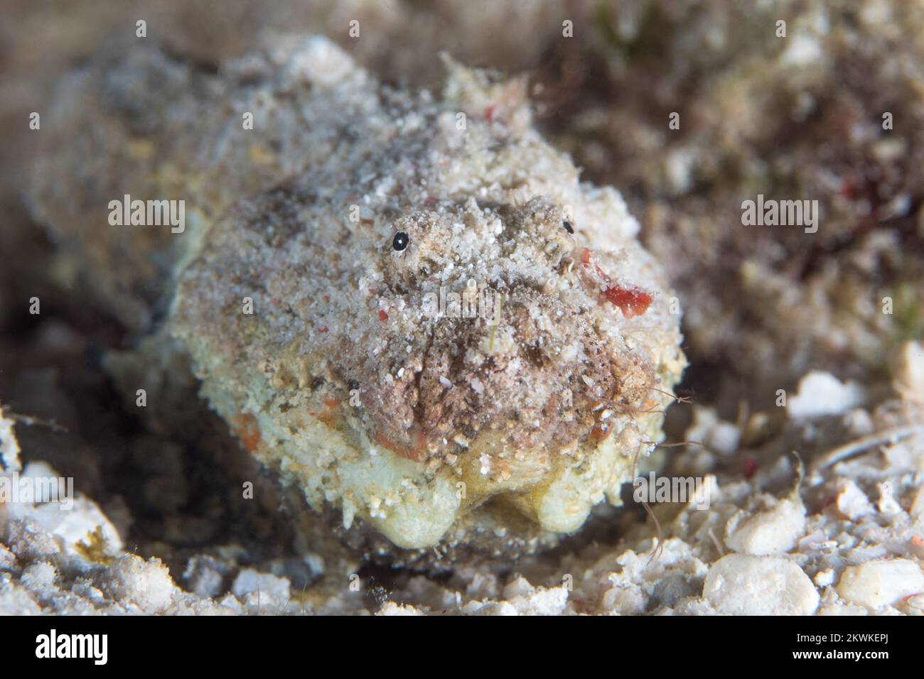 Stone fish camouflaging in the sea floor Stock Photo - Alamy