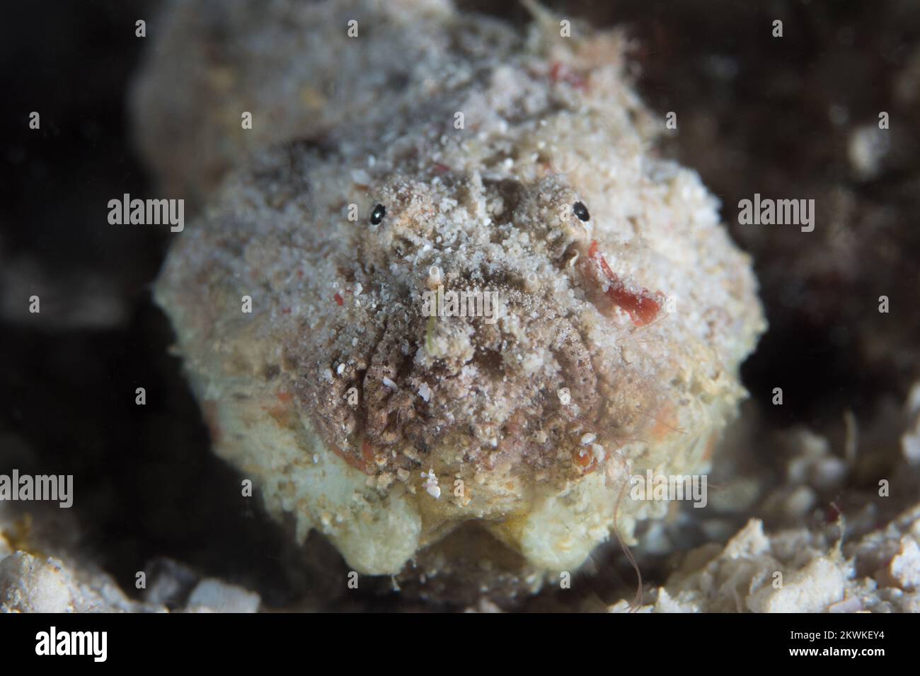 Stone fish camouflaging in the sea floor Stock Photo - Alamy