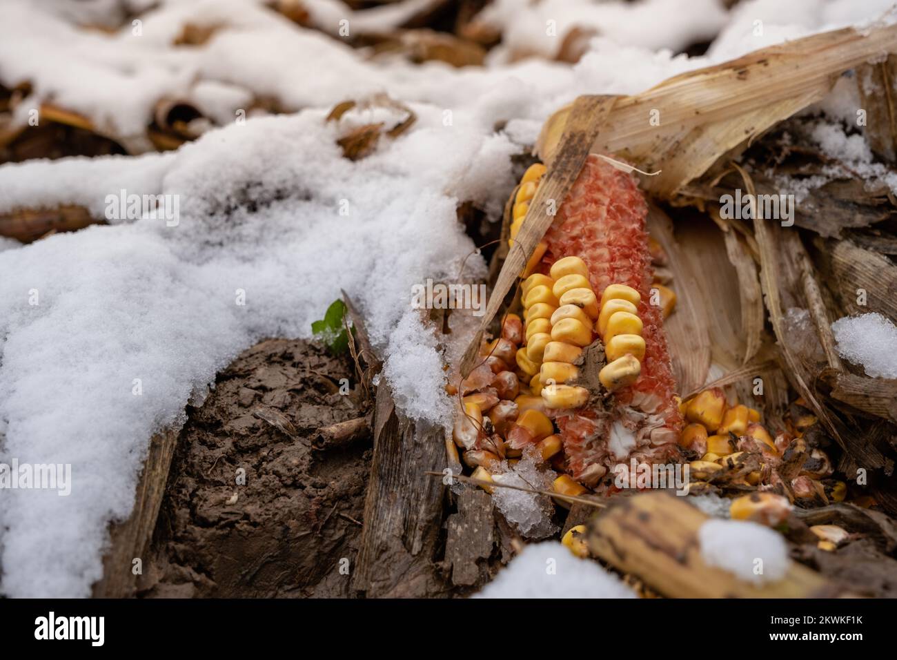 Cob shelling hi-res stock photography and images - Alamy