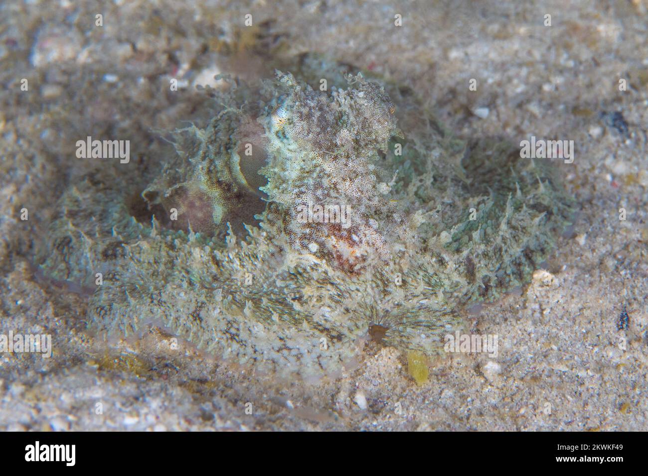 Octopus camouflage - octopus changing it's shape, texture and colour to ...
