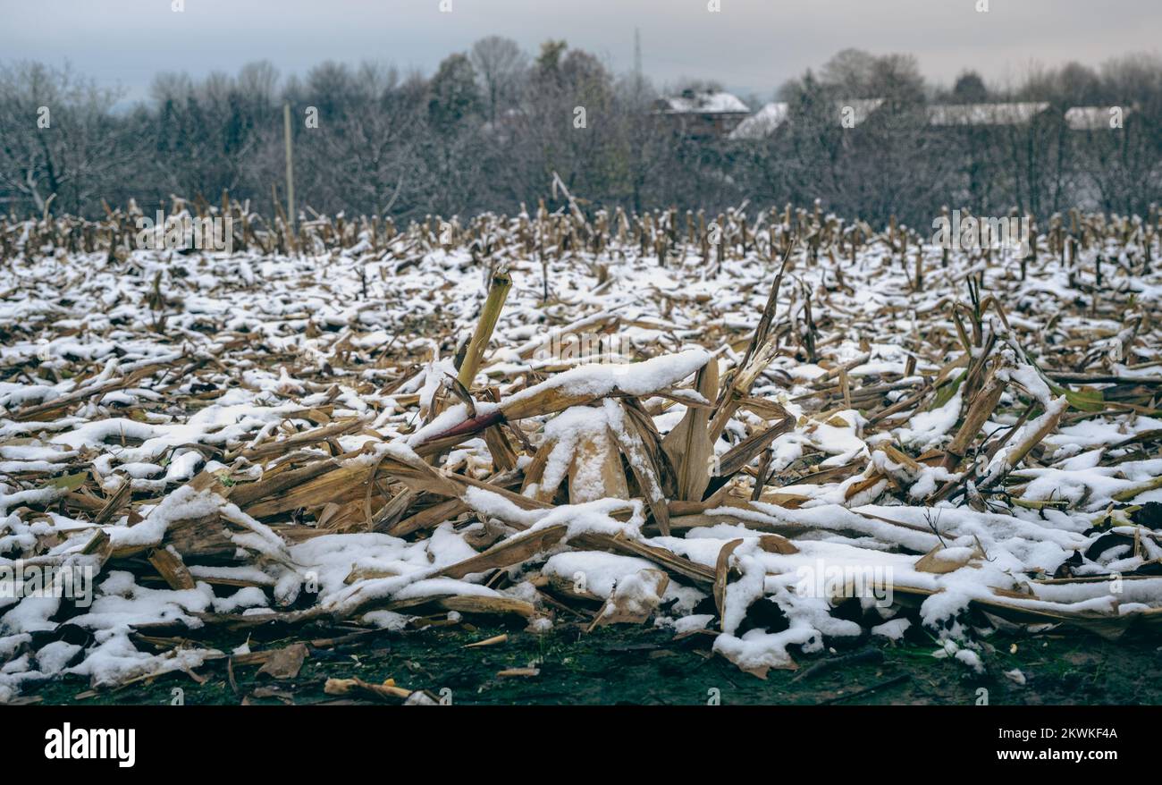 Corn shoots after harvest. Corn cone in the field among the first snow ...