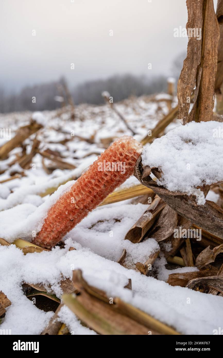 Corn cobs in a field with snow Stock Photo - Alamy