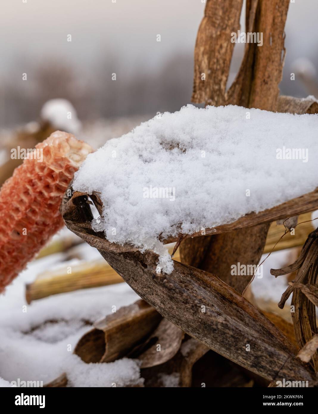 Corn cobs in a field with snow Stock Photo - Alamy