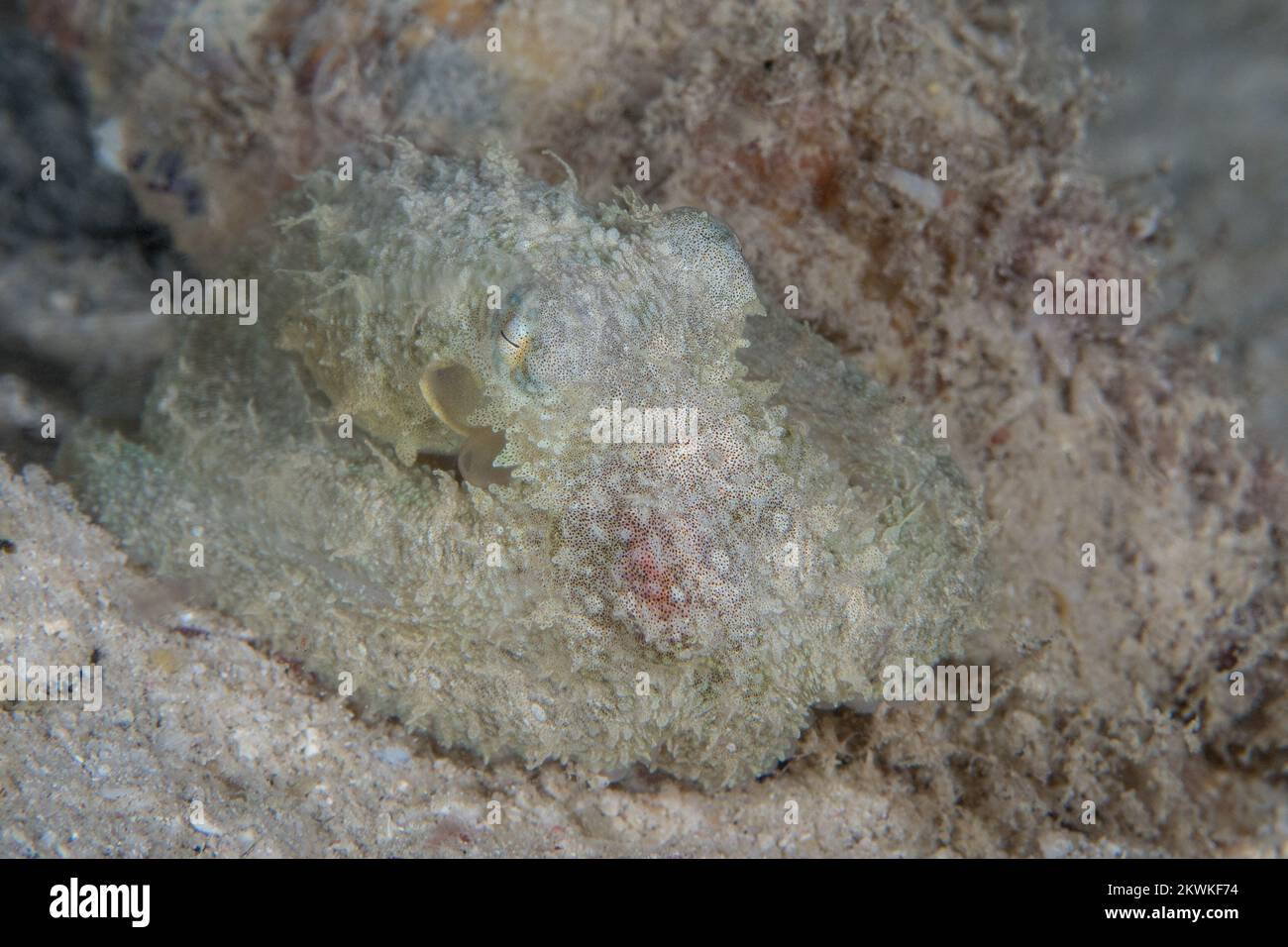Octopus camouflage - octopus changing it's shape, texture and colour to ...