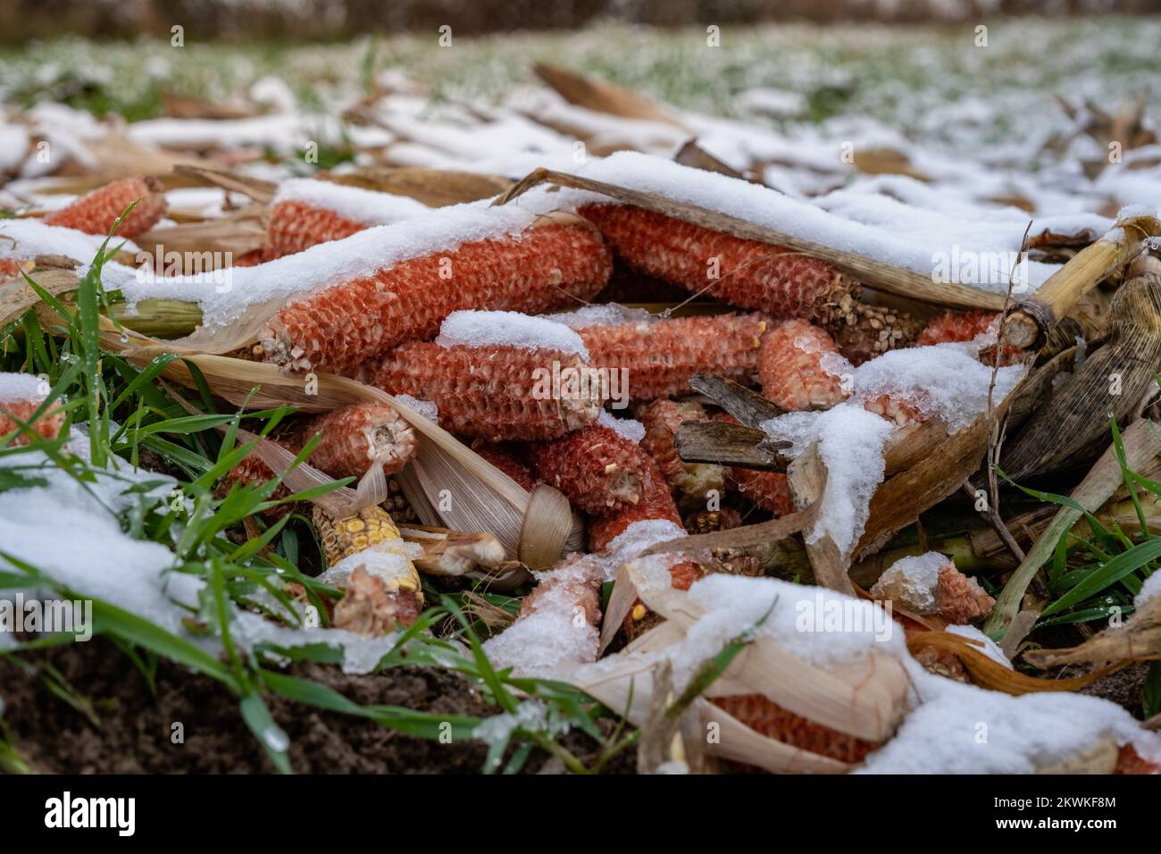 First snow in a rural cornfield. Corn cob on the ground among the snow ...