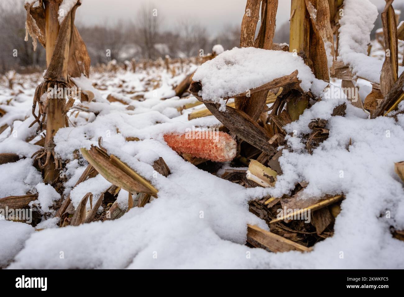 First snow in a rural cornfield. Corn cob on the ground among the snow ...