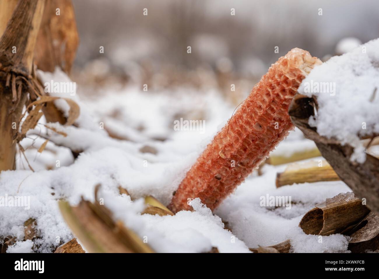 First snow in a rural cornfield. Corn cob on the ground among the snow ...