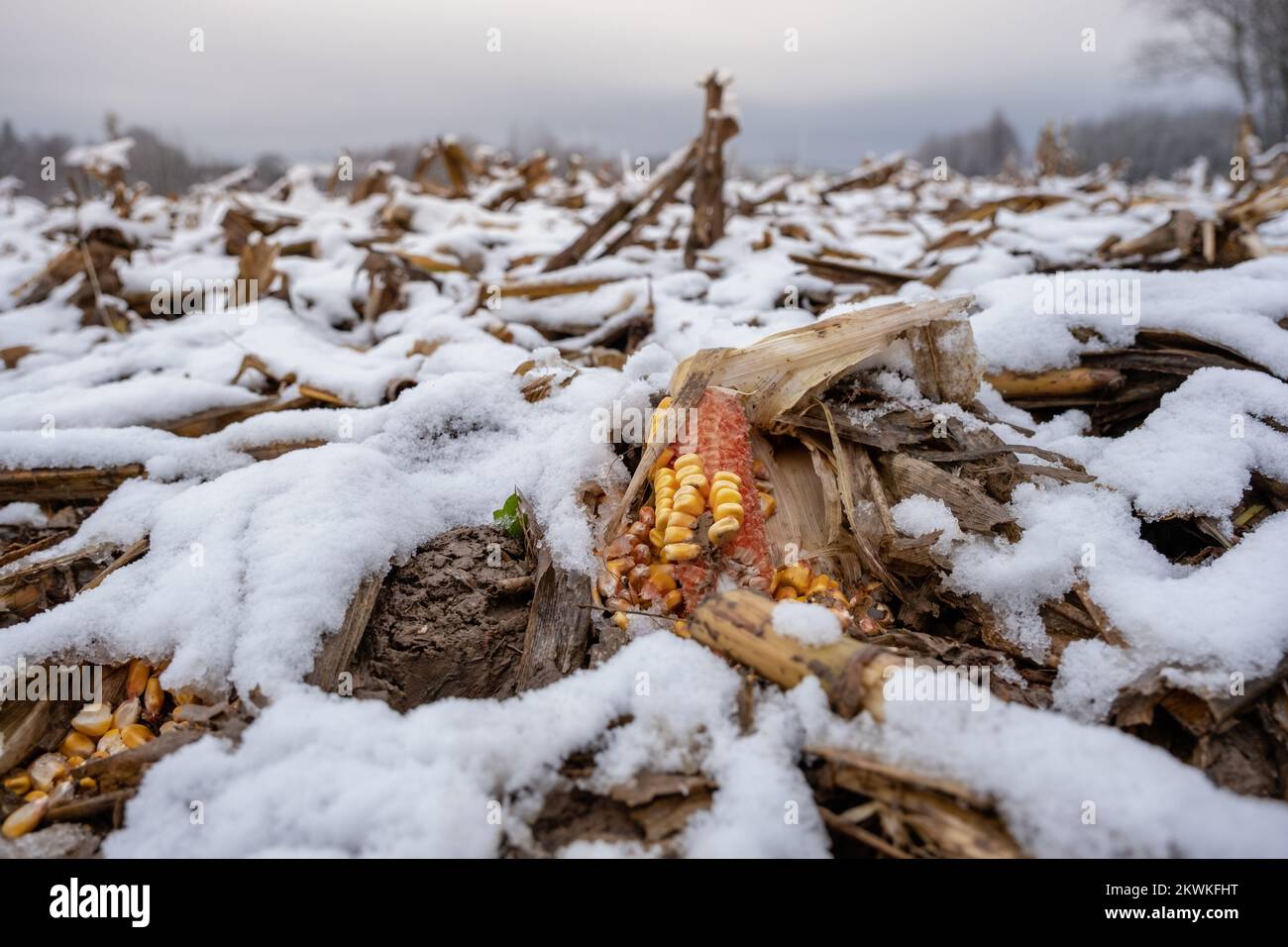 Frozen dry corn field hi-res stock photography and images - Alamy