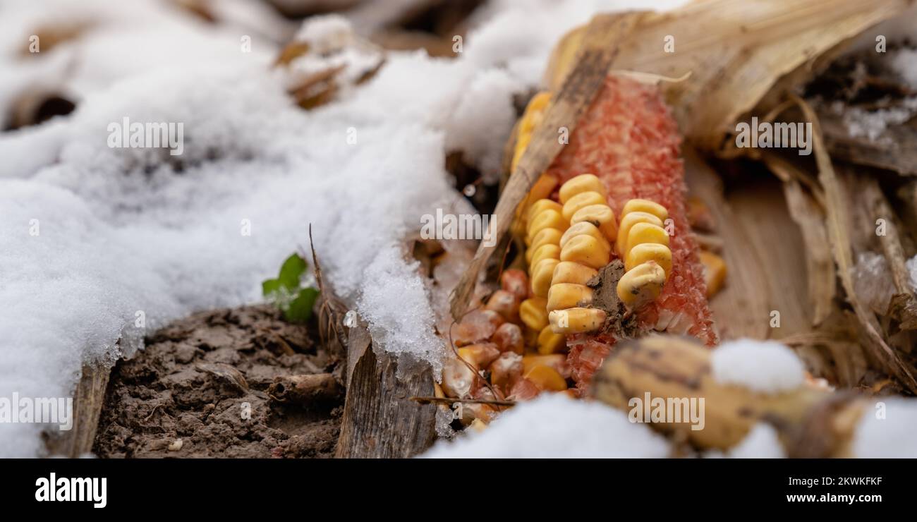 Corn in the field among the first snow Stock Photo - Alamy