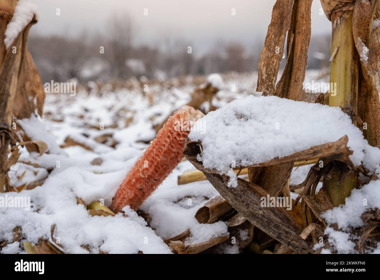 Shelling corn hi-res stock photography and images - Alamy