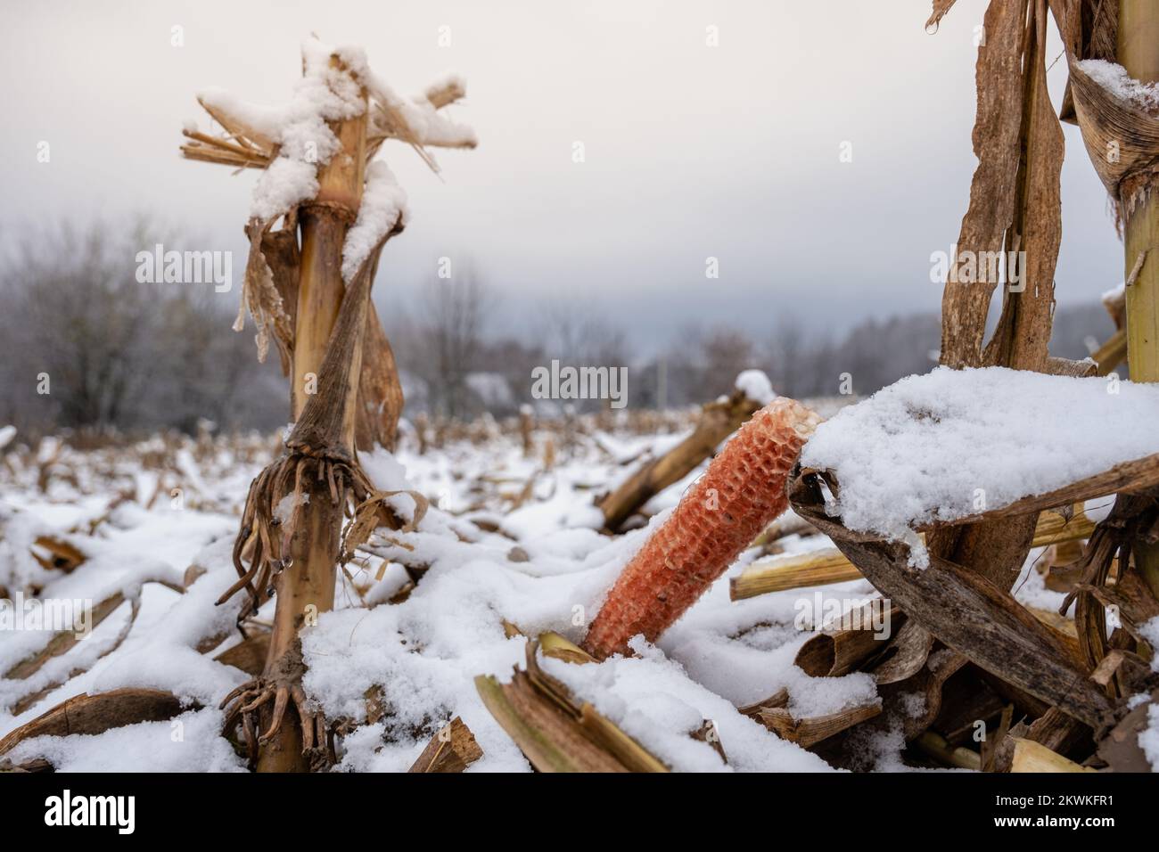 Corn cobs in a field with snow Stock Photo - Alamy