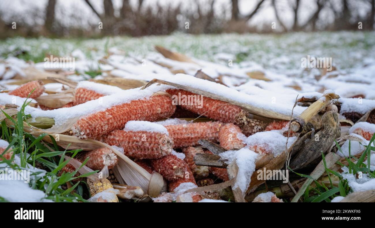 Maize shelling hi-res stock photography and images - Alamy