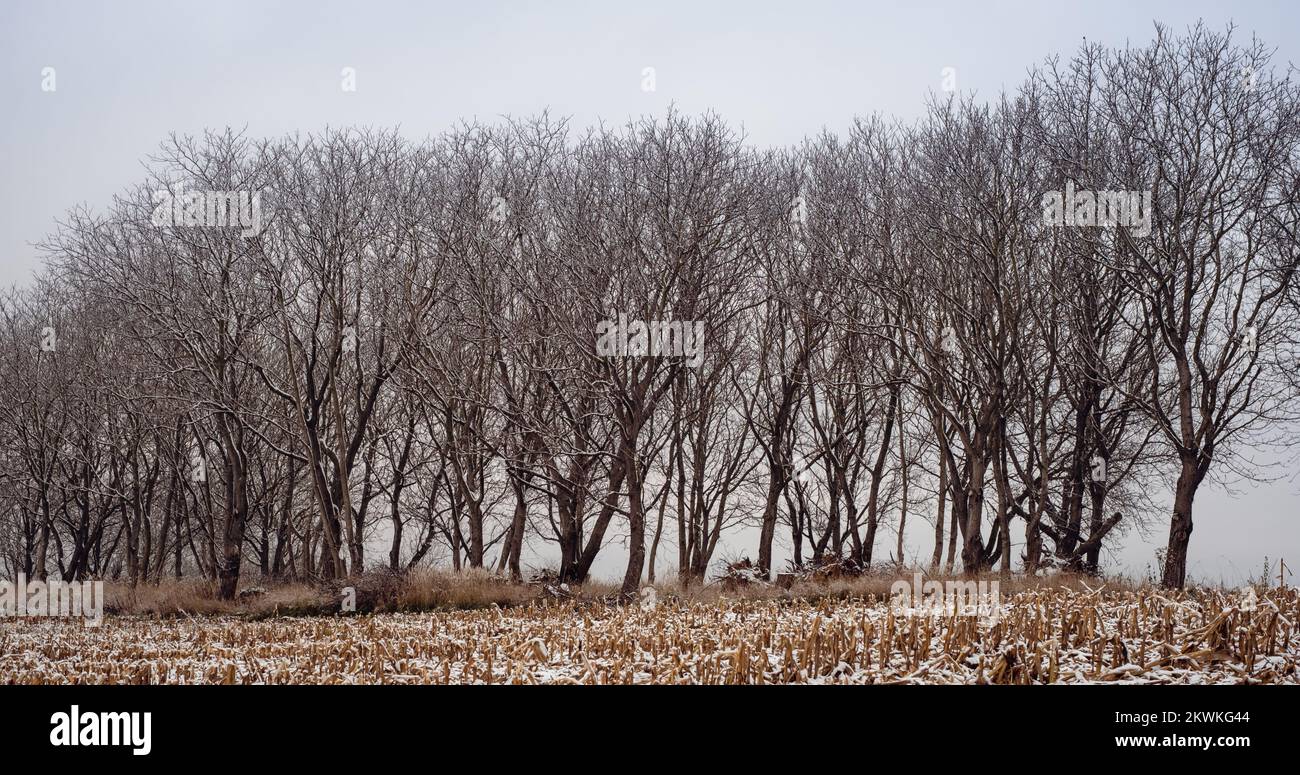 The first snow in the corn field. Winter came, trees without leaves and ...