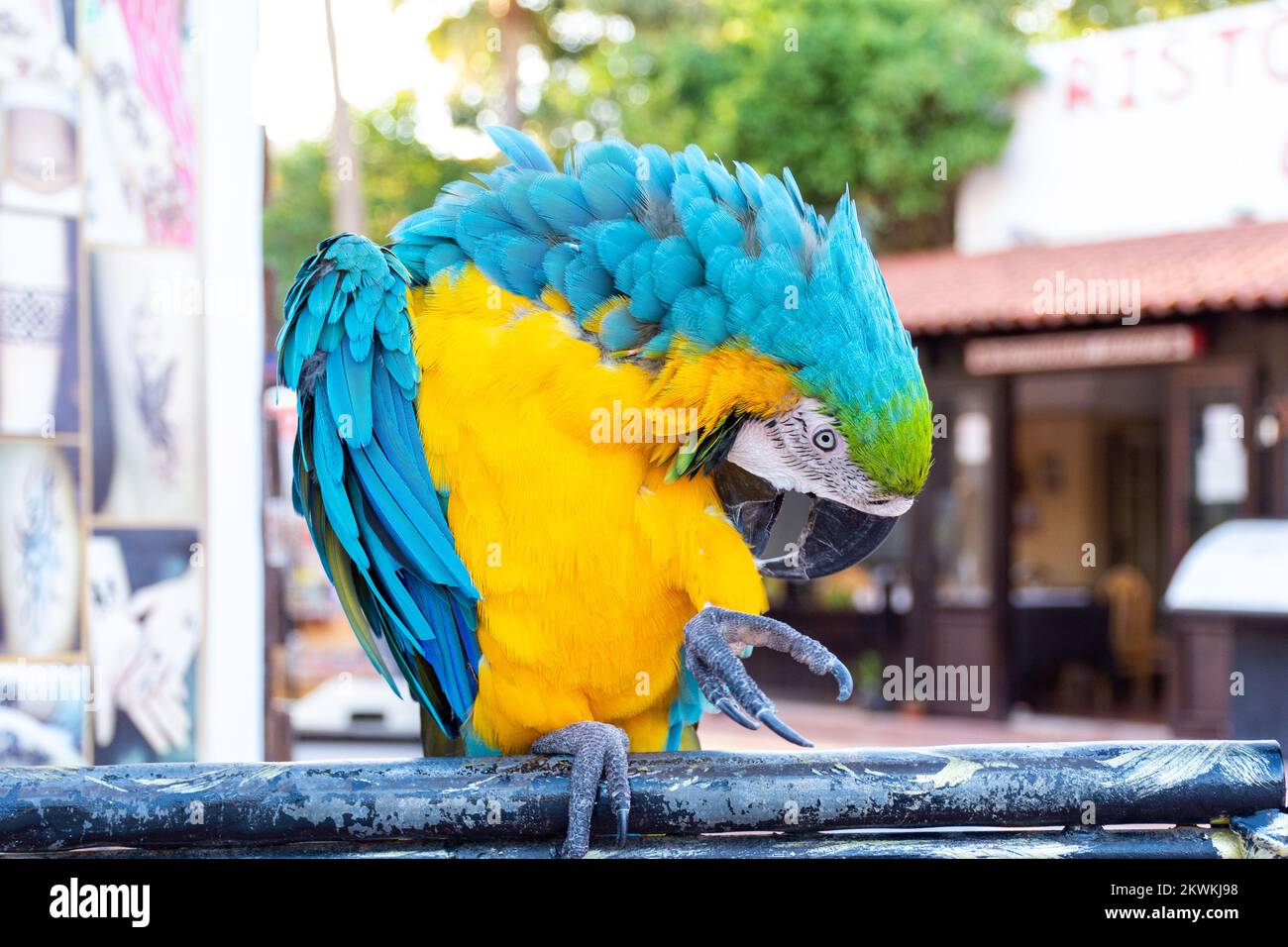 Parrots mouth to mouth hi-res stock photography and images - Alamy