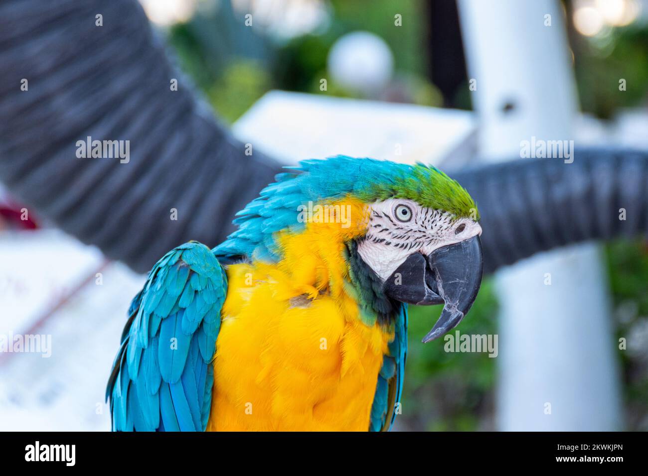 Parrots mouth to mouth hi-res stock photography and images - Alamy