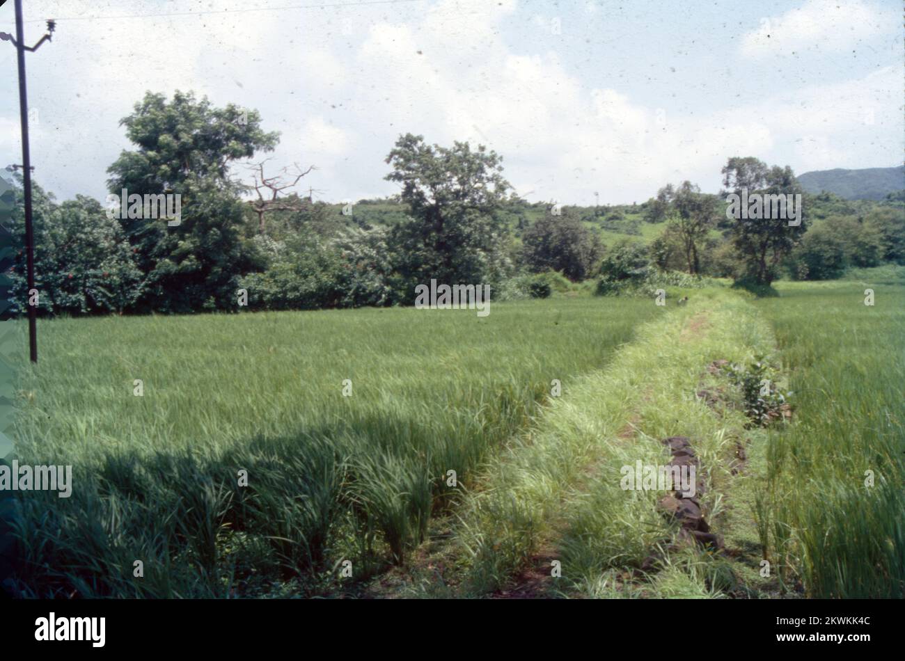 Oryza sativa, commonly known as Asian rice or indica rice, is the plant ...