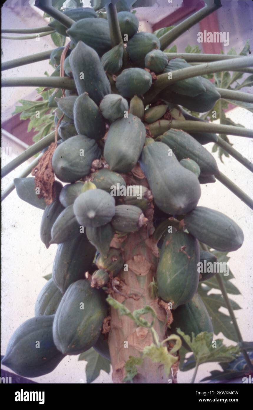 Papayas grow in tropical climates and are also known as papaws or ...