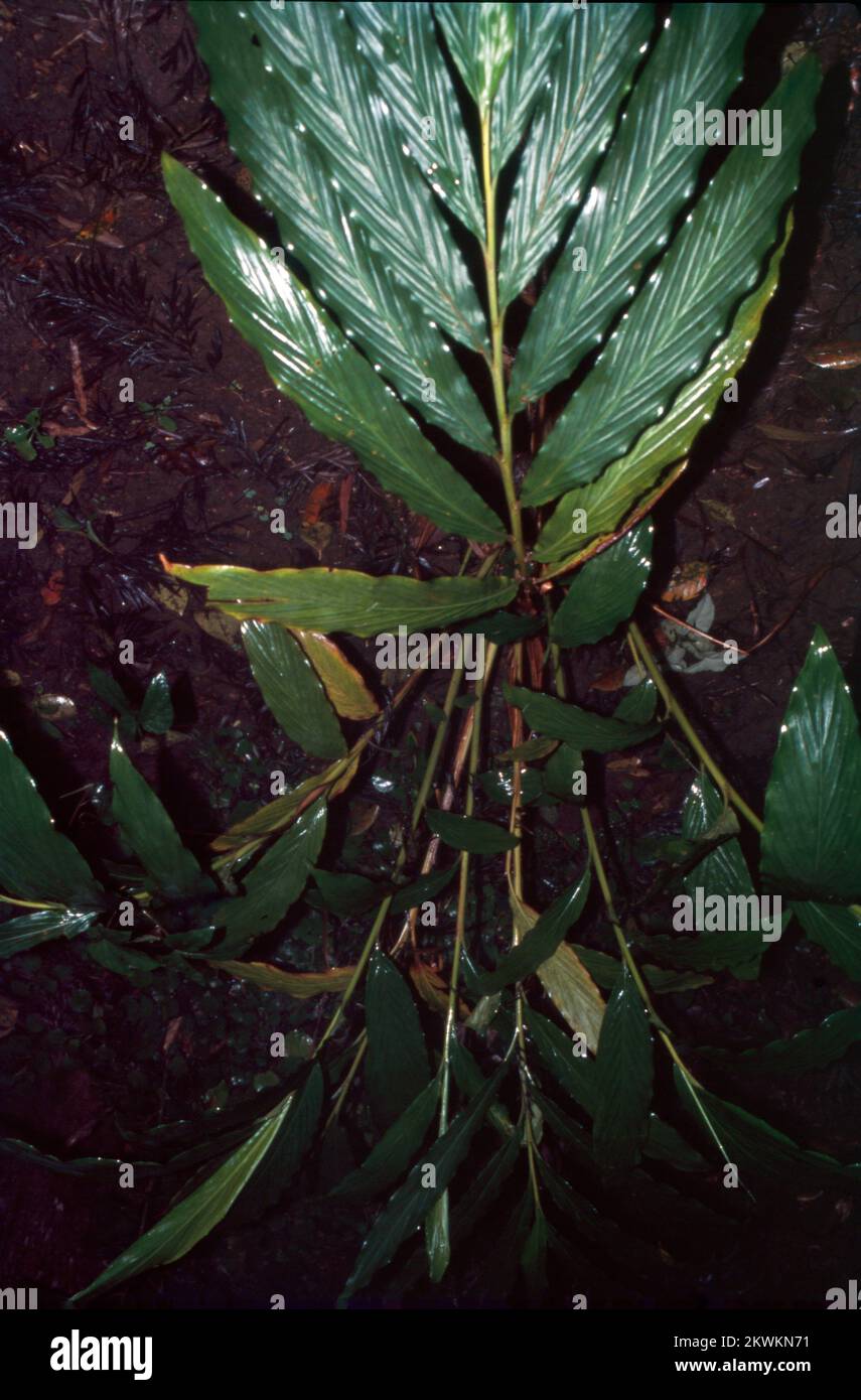 Cardamom ( Elettaria cardamomum L.) popularly, known as Queen of Spices ...