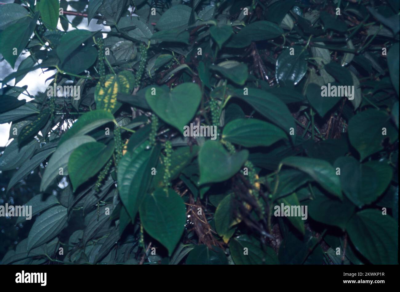 Pepper or black gold has earned Kerala transnational fame. Pepper is ...