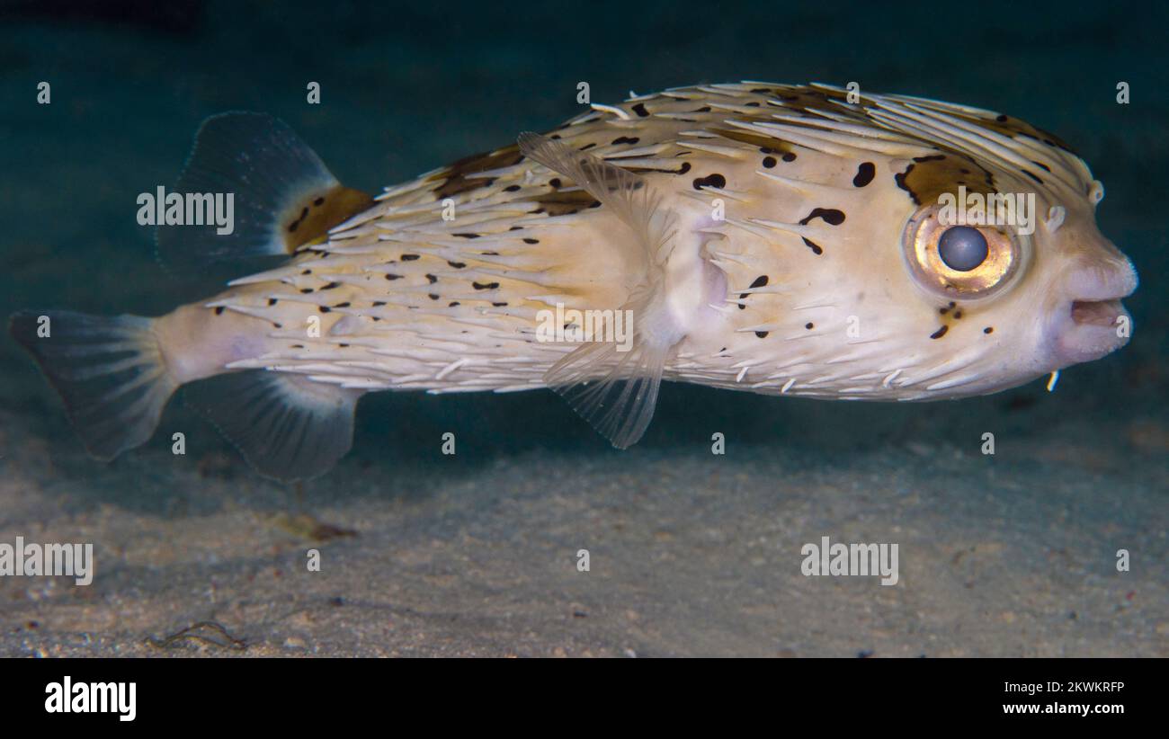 Beautiful coral reef fish in Indonesia on Scuba diving site Stock Photo ...