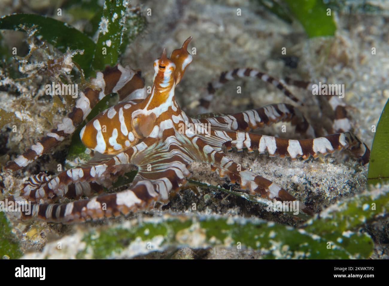 Wonderpus photogenicus crawling around sea floor beside coral reef in ...