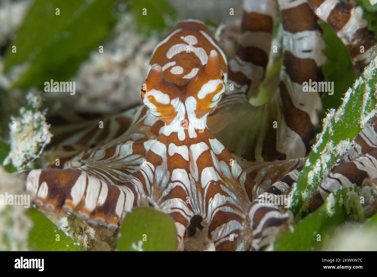 Wonderpus photogenicus crawling around sea floor beside coral reef in ...