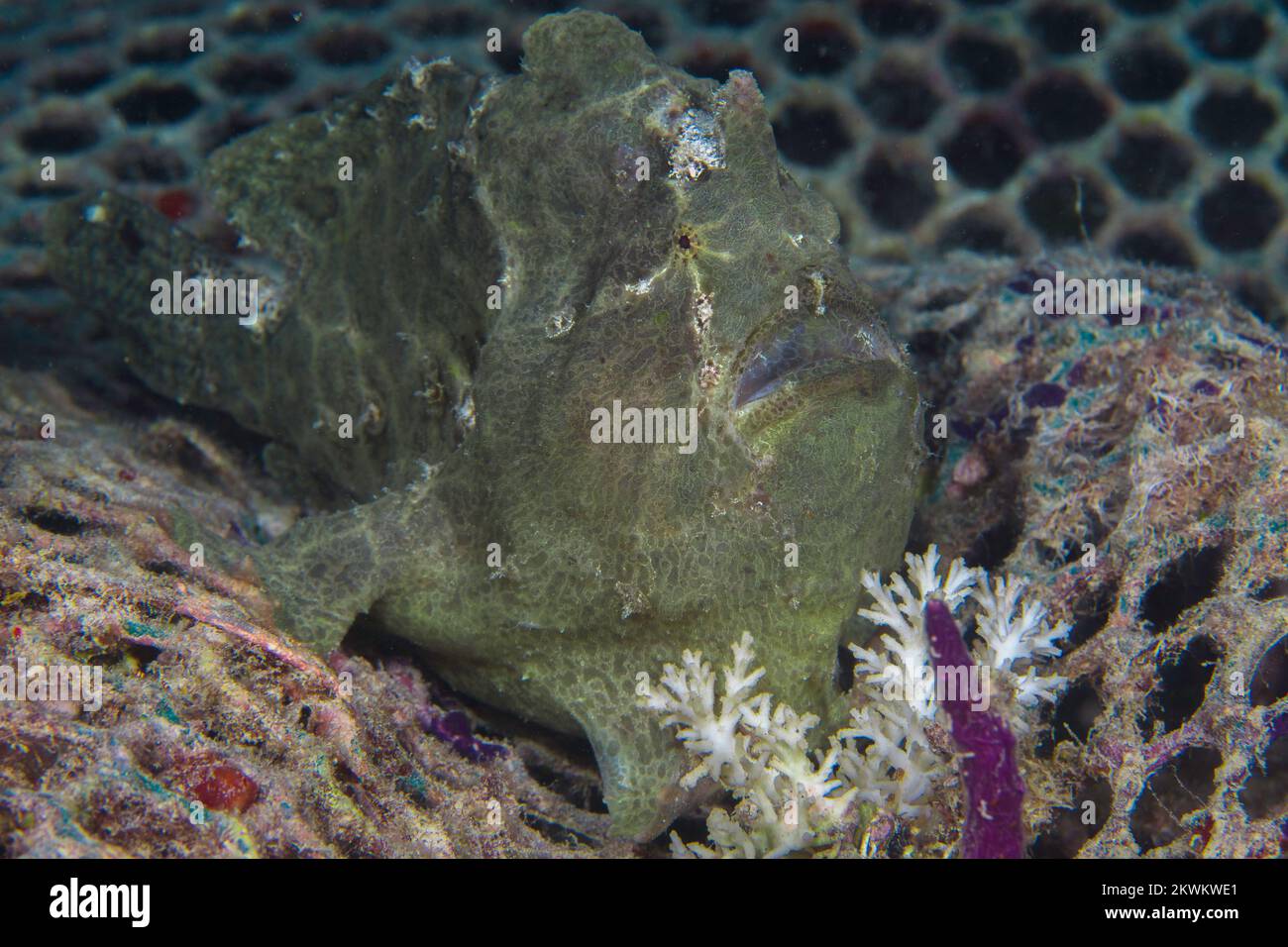 Coral reef fish eye lens hi-res stock photography and images - Alamy