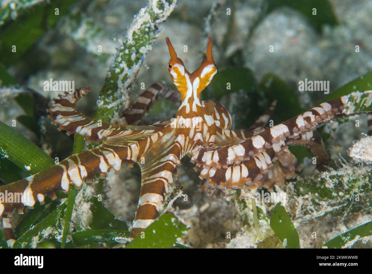 Wonderpus photogenicus crawling around sea floor beside coral reef in ...