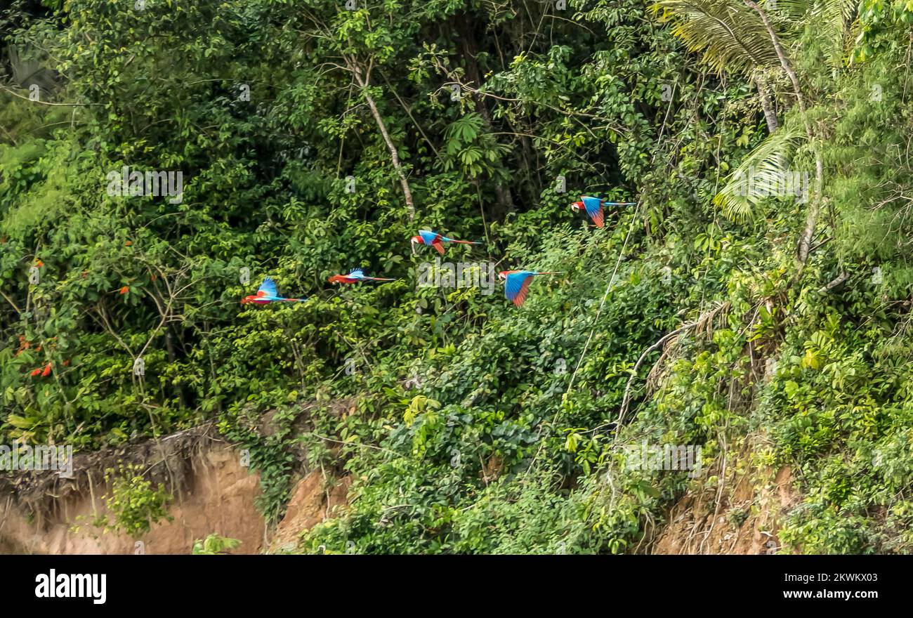Scarlet macaws ara macao hi-res stock photography and images - Alamy