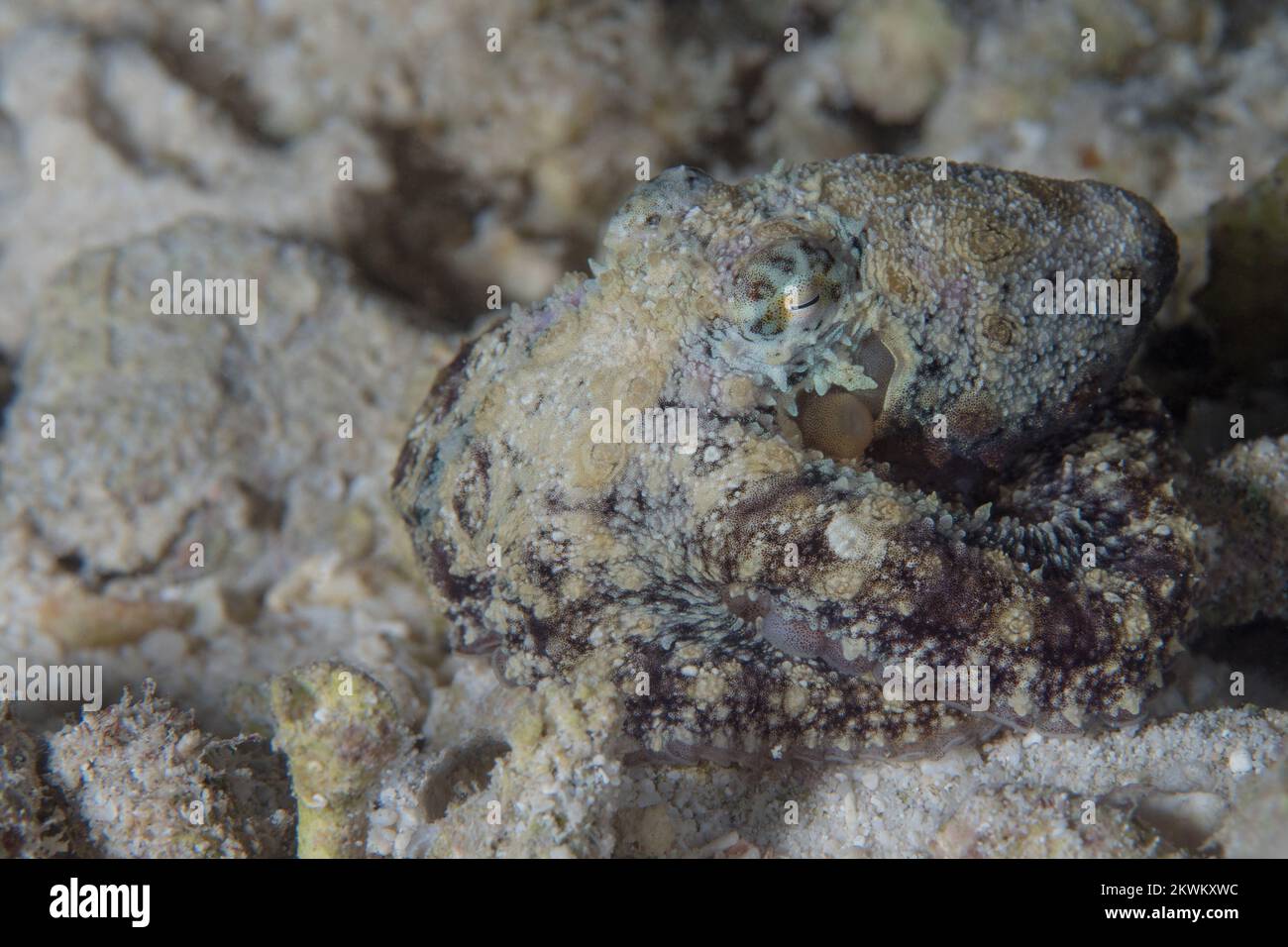 Octopus camouflage - octopus changing it's shape, texture and colour to ...